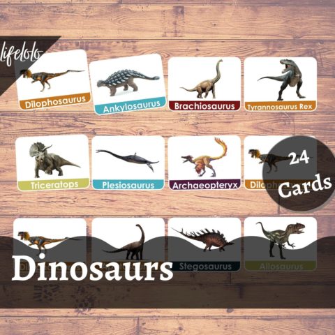 Dinosaurs - 24 Flash Cards | Nomenclature Cards | Montessori Materials ...