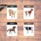 FARM ANIMALS (Real Pictures) - 27 Flash Cards | English Printable ...
