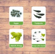 FROG LIFE CYCLE - Flashcards | Montessori | Educational | Learning | (8 ...