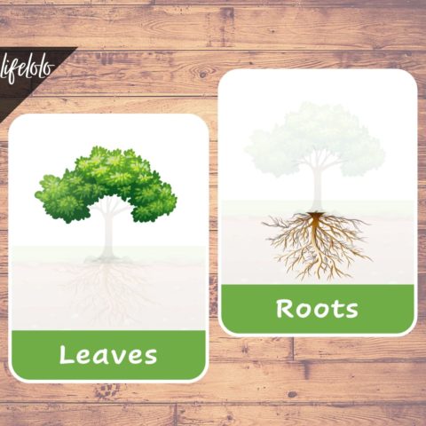 PARTS OF A TREE - 6 Flash Cards | Montessori Materials | Educational ...