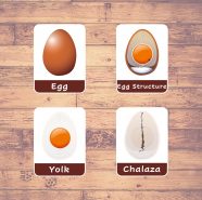 PARTS OF AN EGG - Flash Cards | Three-Part Cards | Montessori ...