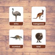 AUSTRALIA ANIMALS - Flashcards | Montessori | Educational | Learning ...
