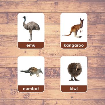 AUSTRALIA ANIMALS - Flashcards | Montessori | Educational | Learning ...