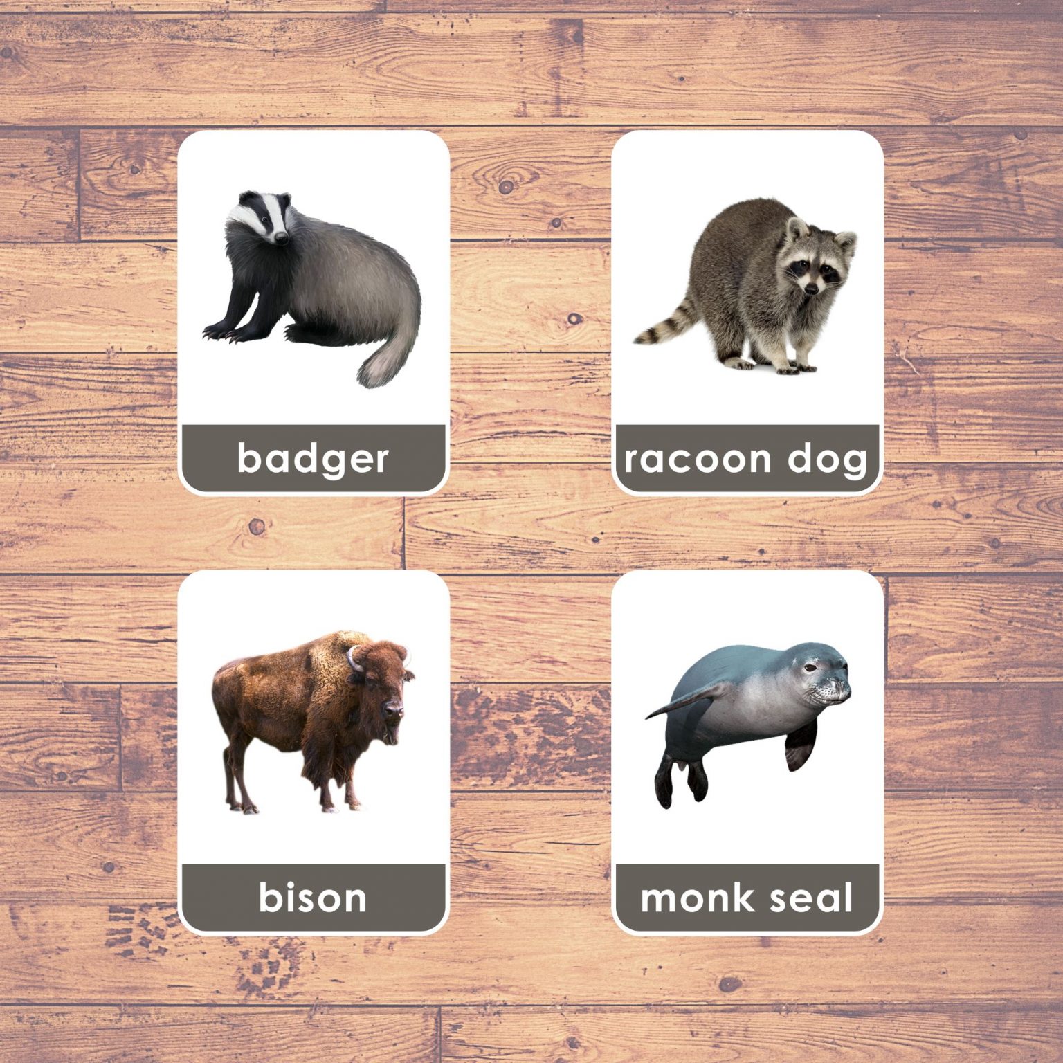 EUROPE ANIMALS - Flashcards | Montessori | Educational | Learning ...