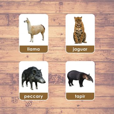 SOUTH AMERICA ANIMALS - Flashcards | Montessori | Educational ...