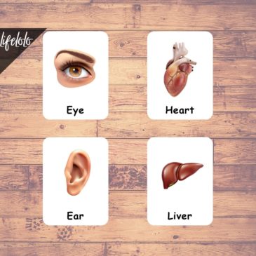 HUMAN ORGANS (Realistic Pictures) - 16 Flash Cards | Montessori ...